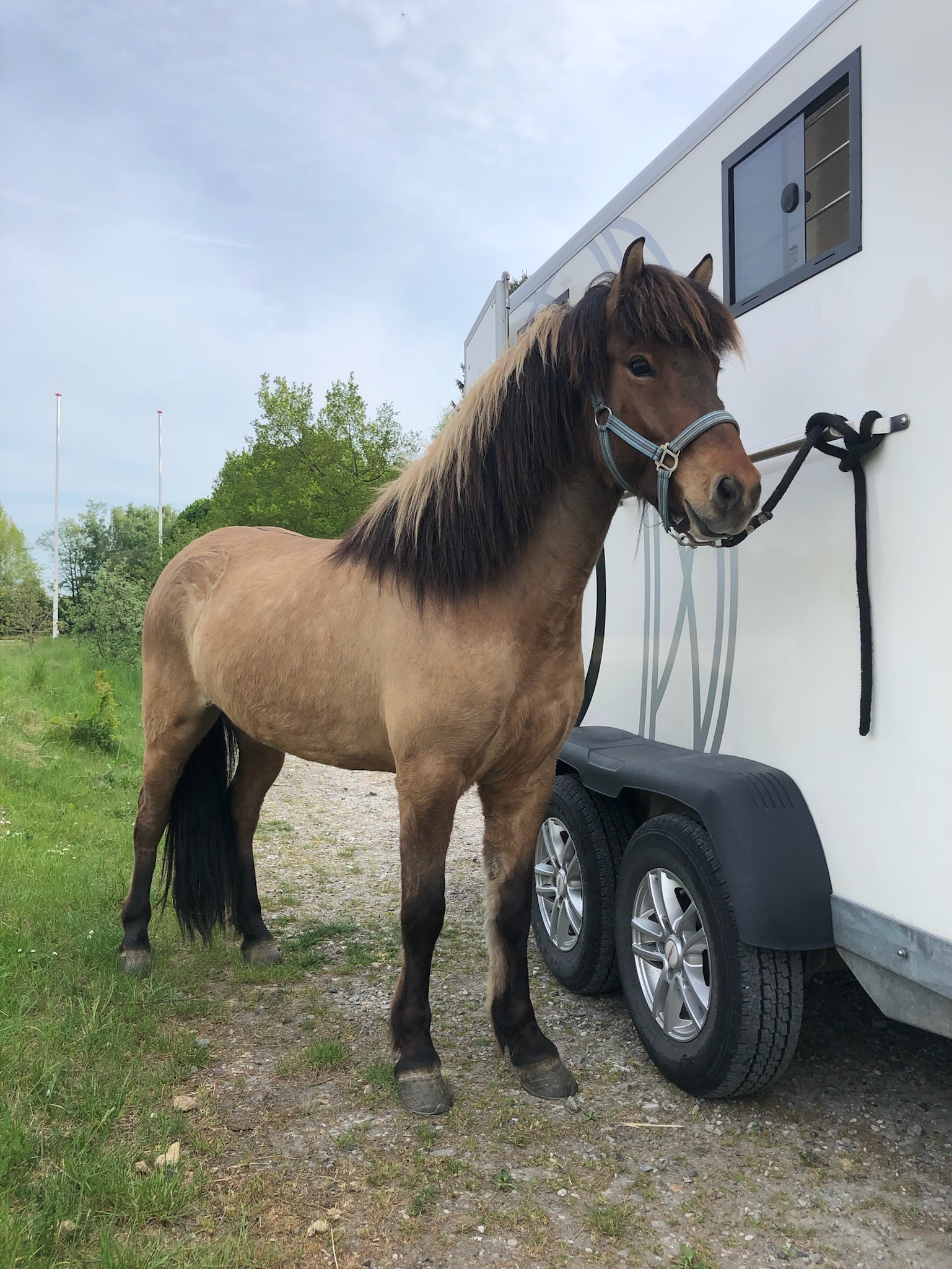 Isfaxi - køb og salg af islandske heste