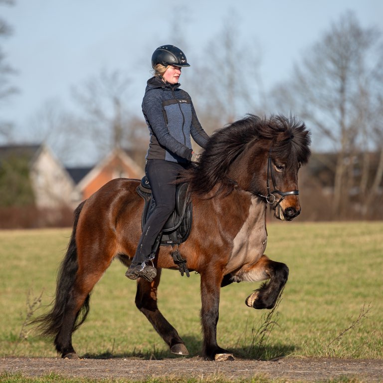 Isfaxi - køb og salg af islandske heste