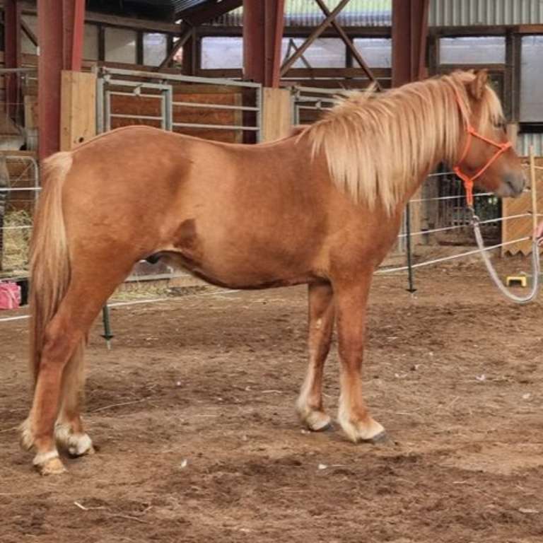 Isfaxi - køb og salg af islandske heste