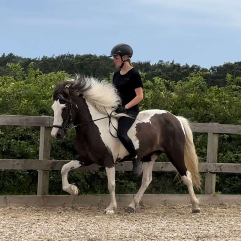 Isfaxi - køb og salg af islandske heste