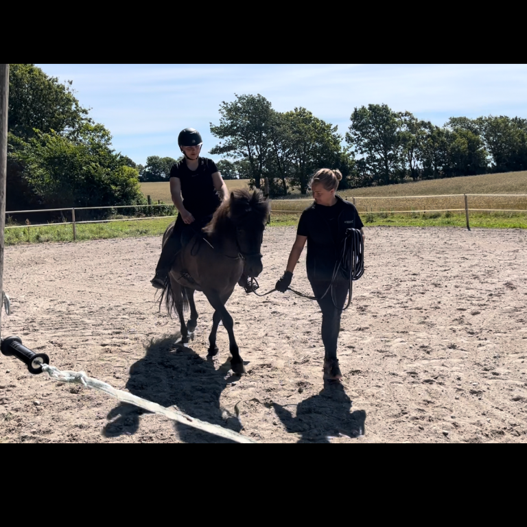 Isfaxi - køb og salg af islandske heste