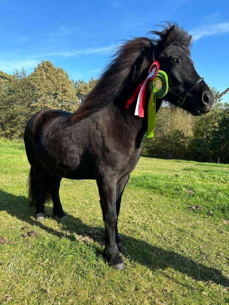 Isfaxi - køb og salg af islandske heste